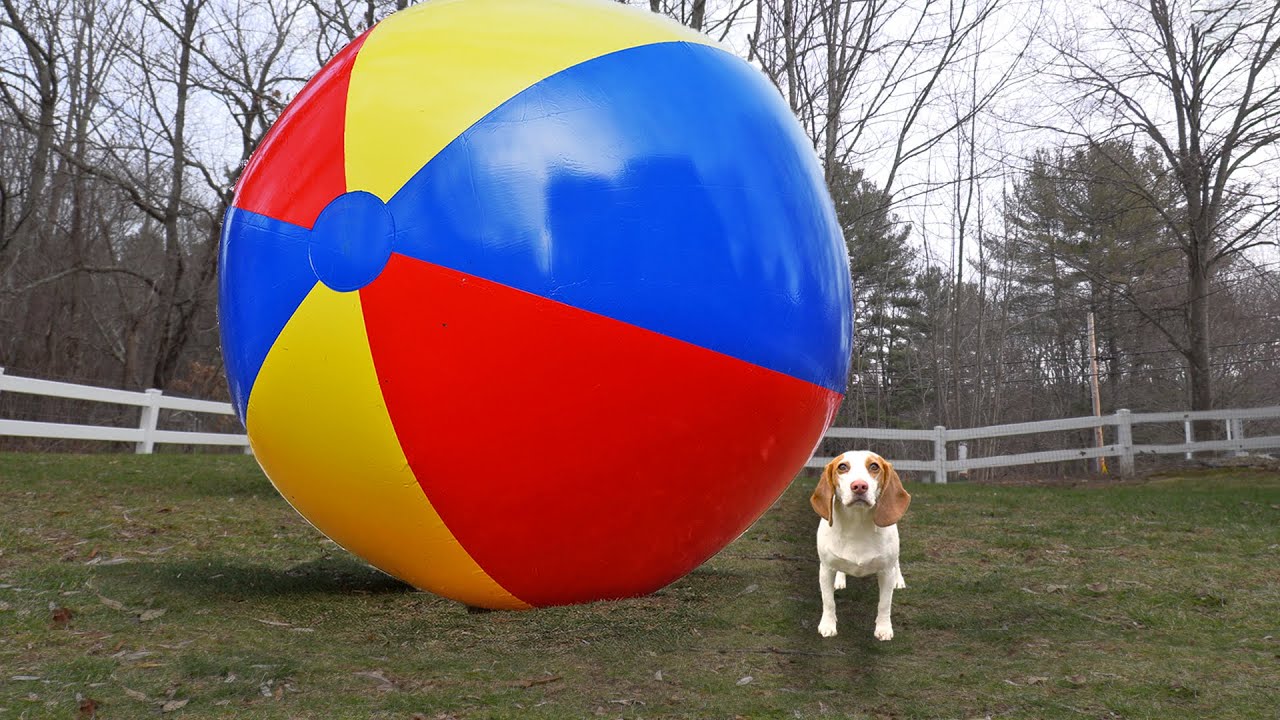 Puppy vs Gigantic Beach Ball Prank: Indie‚ Huge Surprise