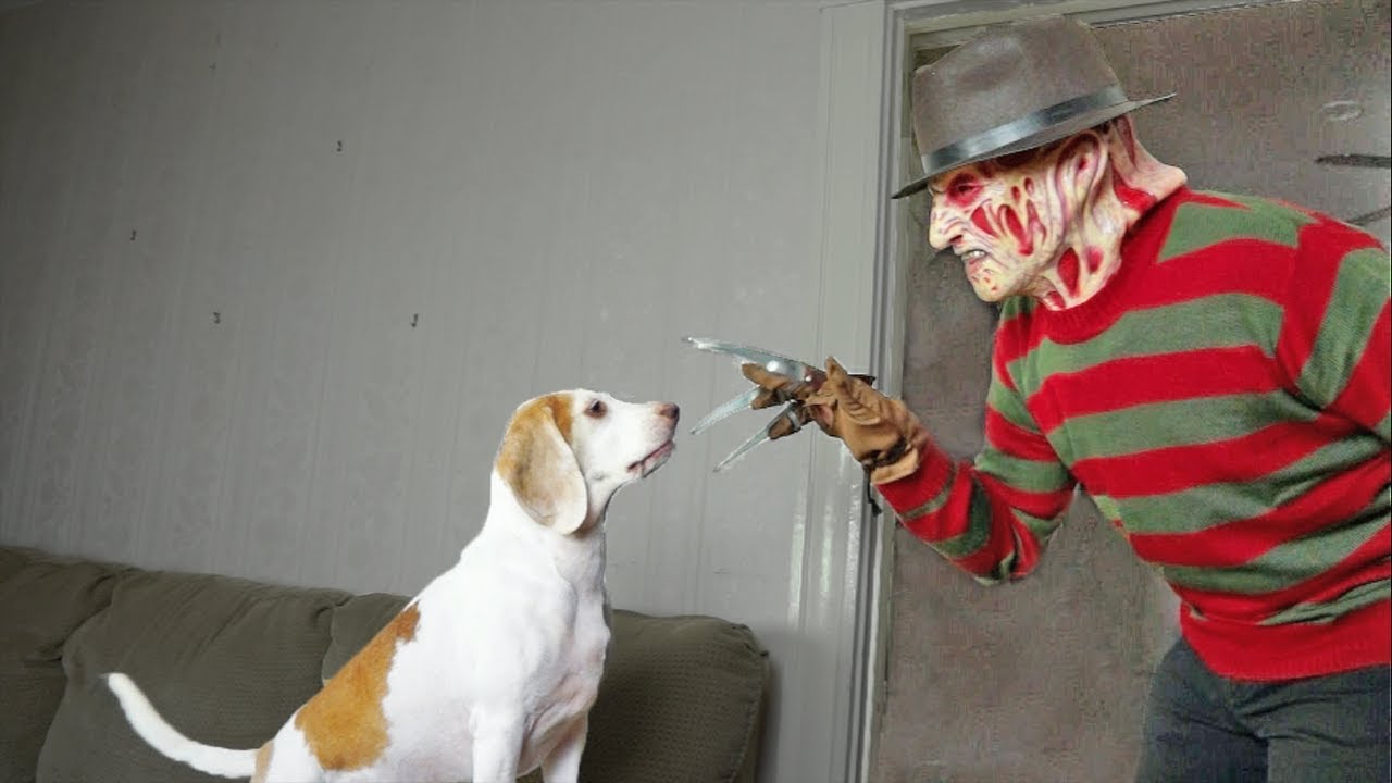 Best friends share endless puppy adventures