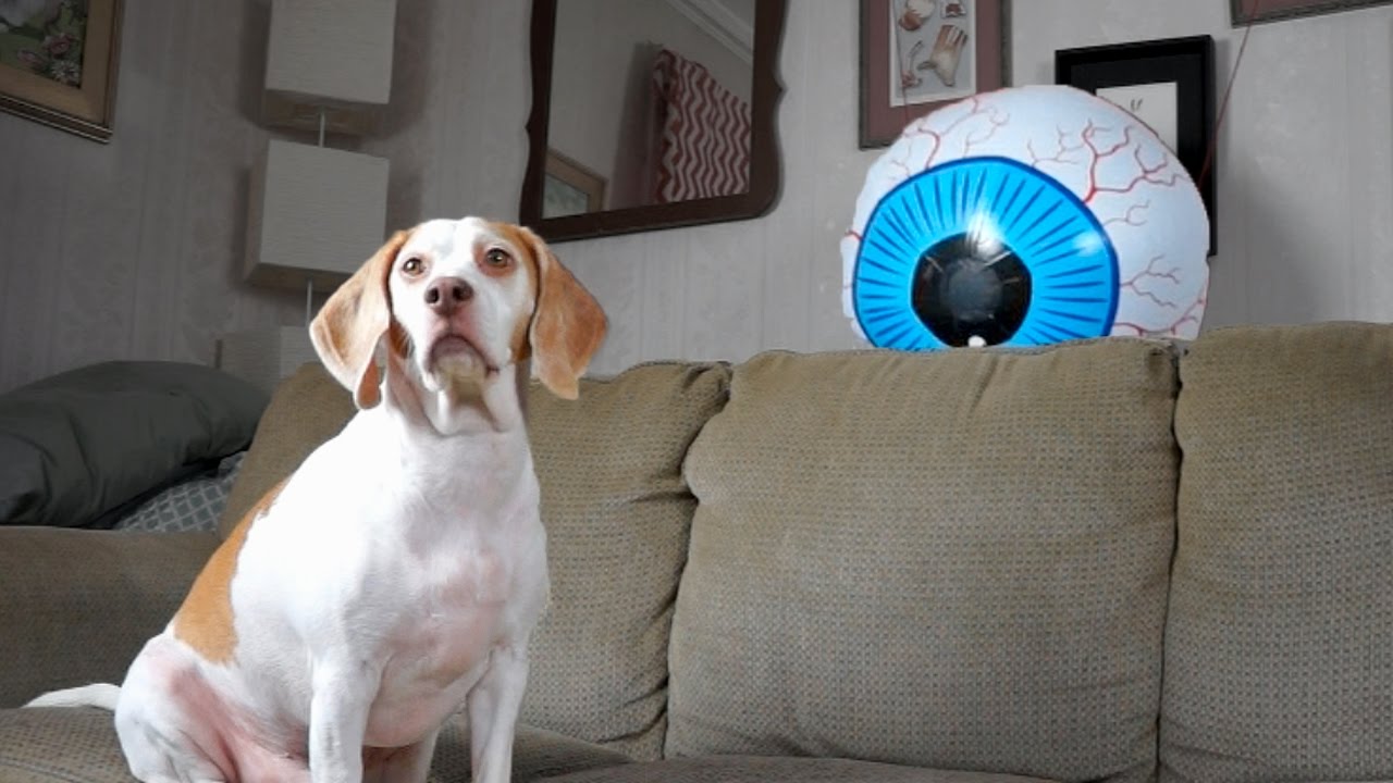 A giant eyeball leaves a dog utterly spooked