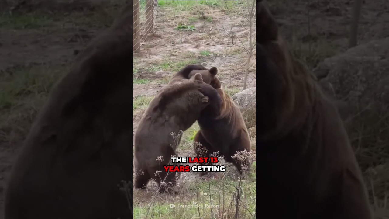 The Grizzly Man’s Gruesome Death: What Really Happened