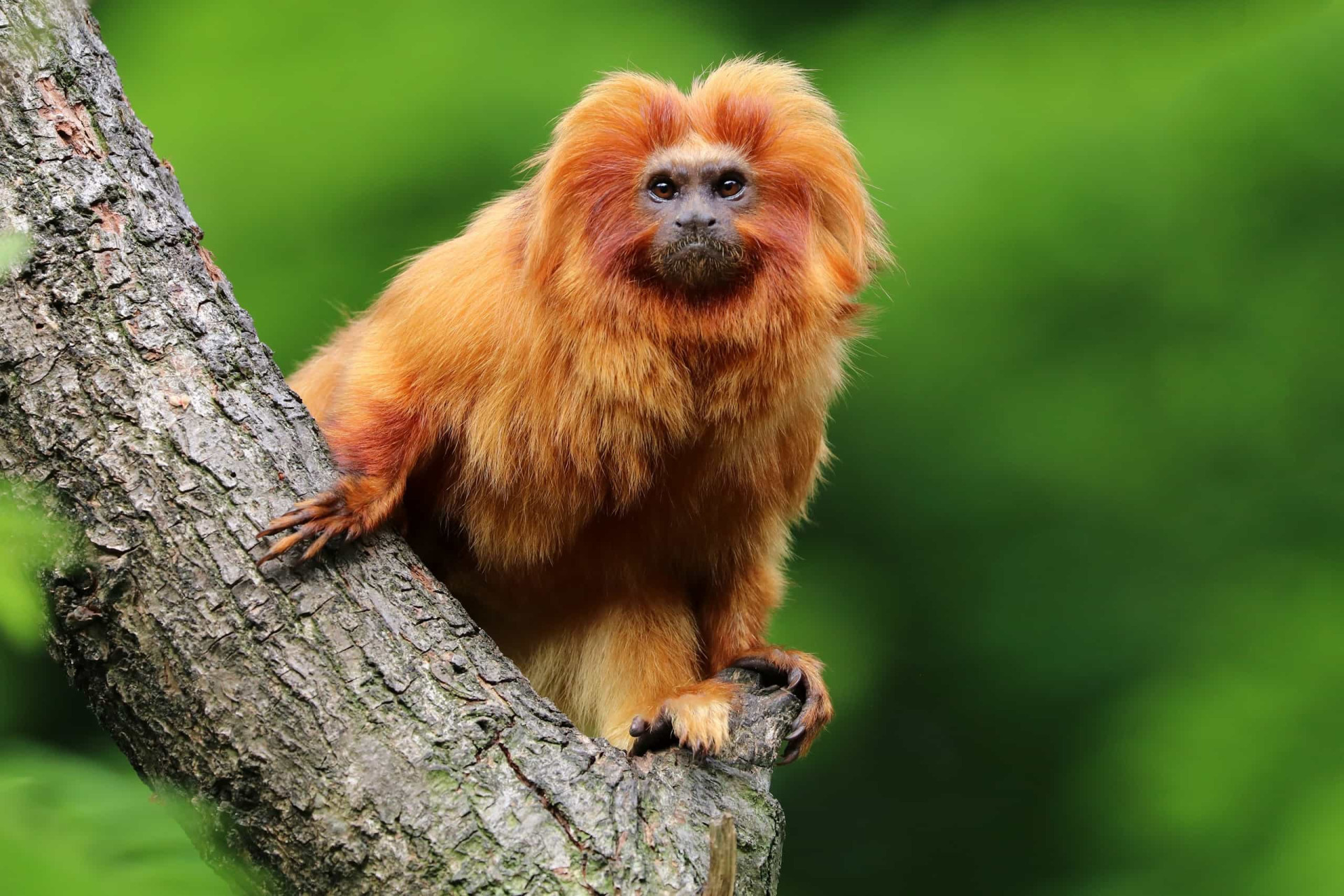 Threats to amazonian wildlife: an overview of endangered species