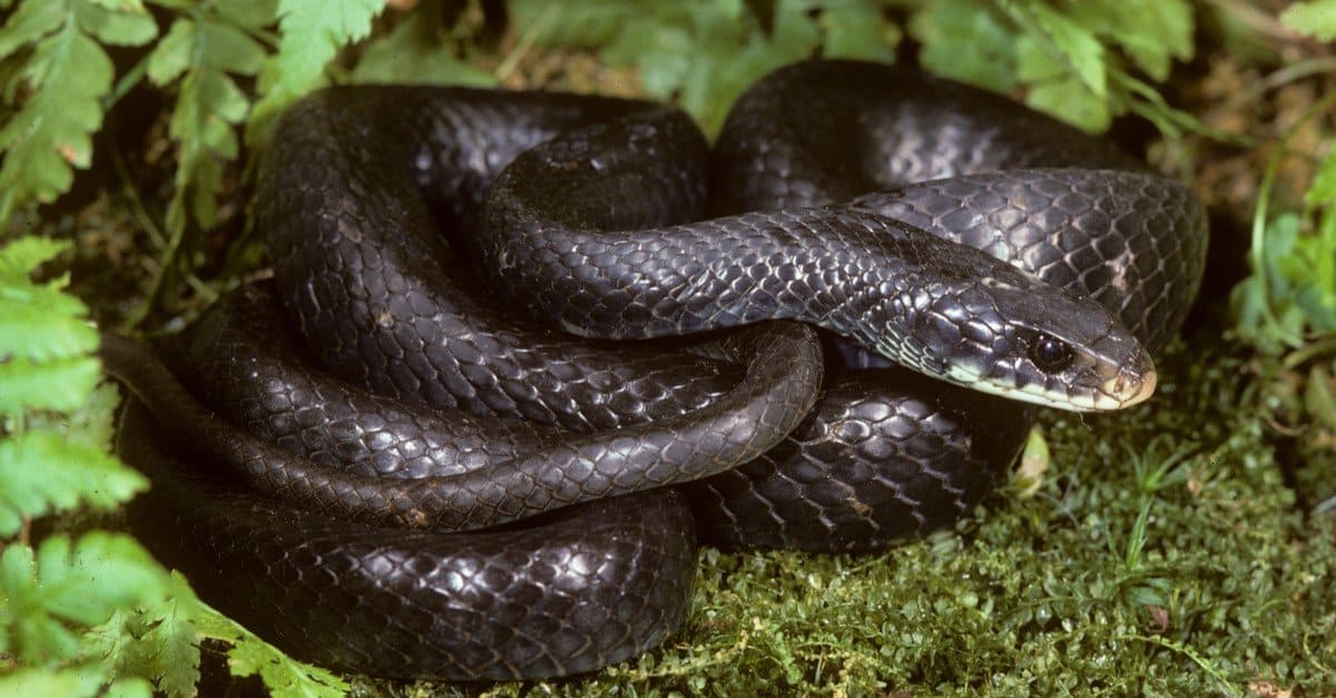 New York State is Home to These 18 Snakes
