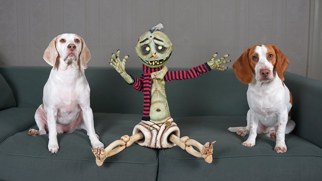 Hilarious Beagle Rescues Zombie Boy from School