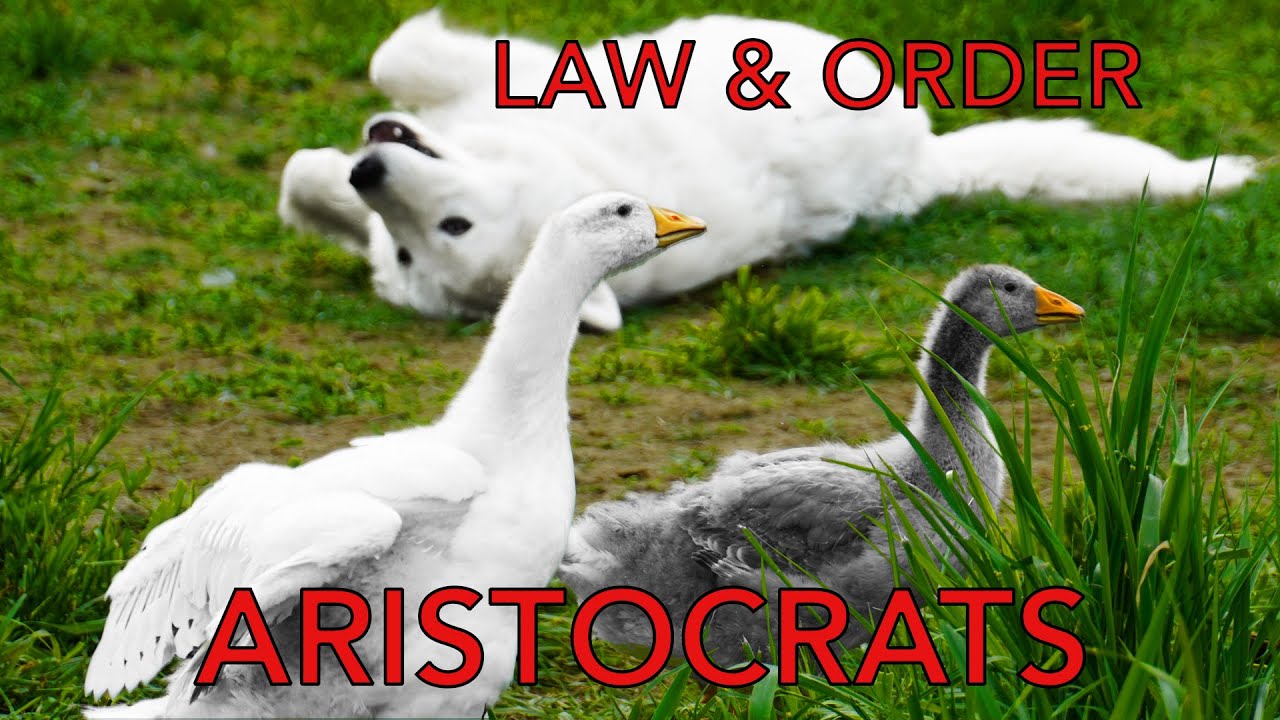 Exploring the complex animal politics of our farm