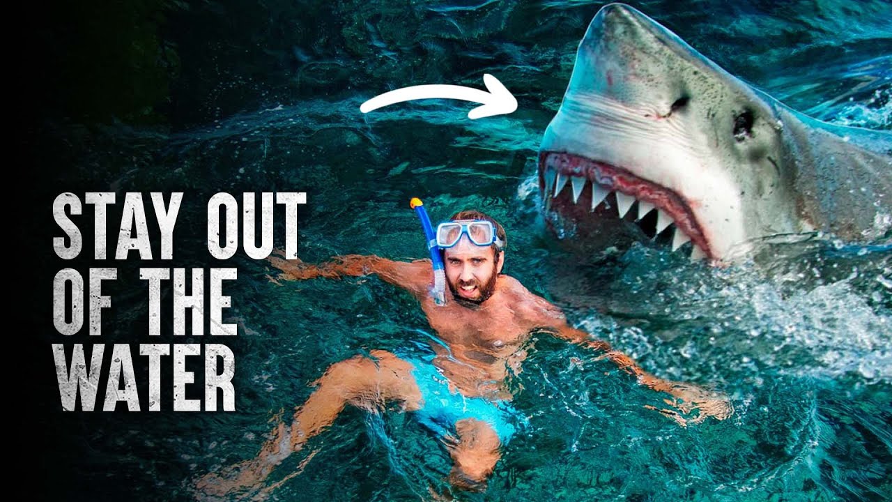 What I Learned Surviving a Shark Encounter