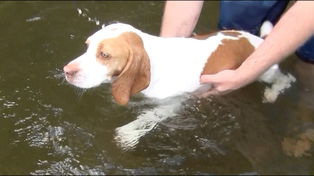Dog Takes First Swim and Melts Hearts