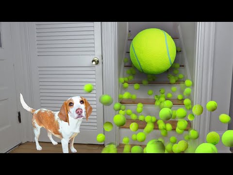 Puppy Gets Giant Tennis Ball Surprise: Cute Puppy Dog Indie Gets Epic ...