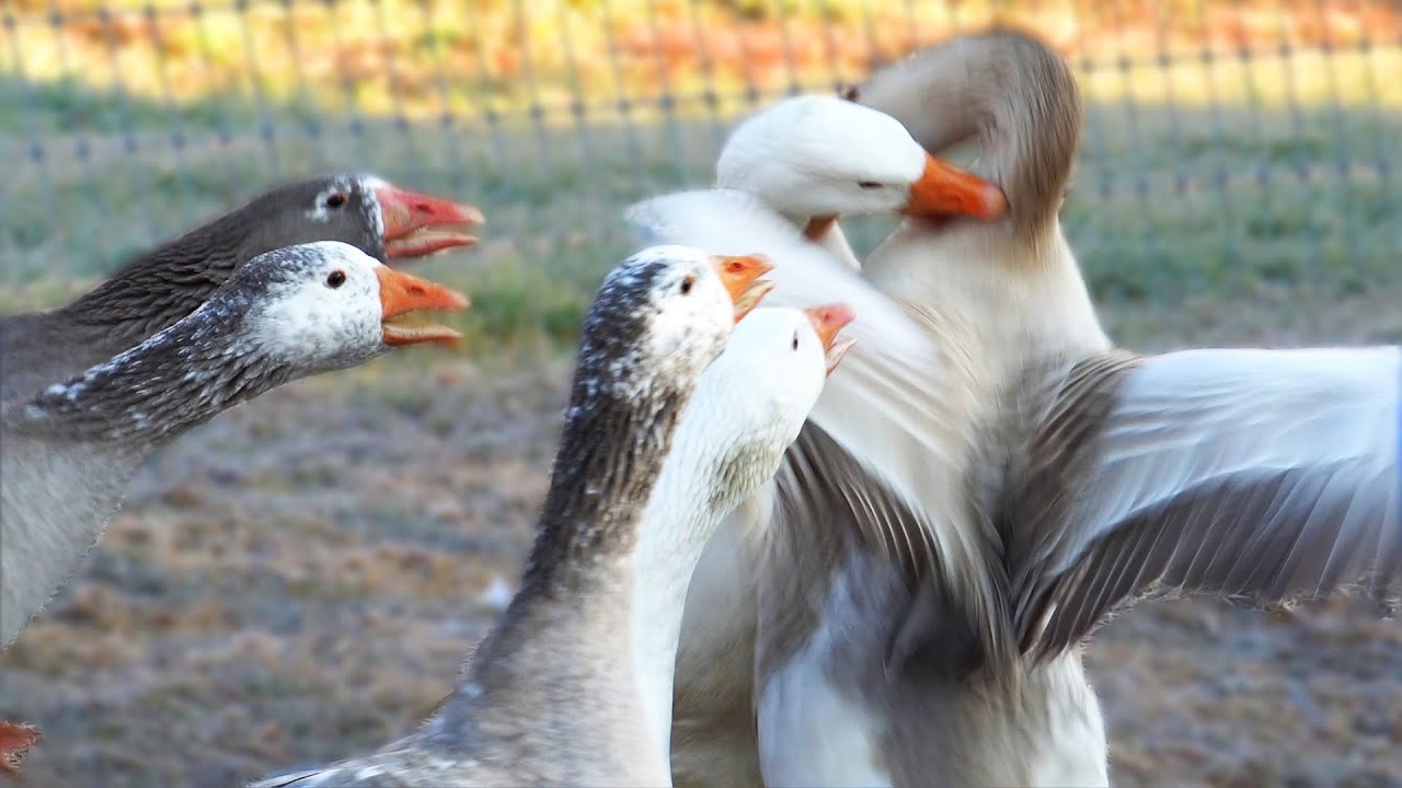 Bruce the Goose Takes on Life on the Farm