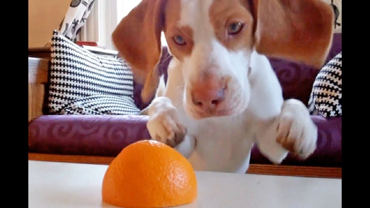 Dog vs Orange: Cute Maymo‚ Citrus Showdown