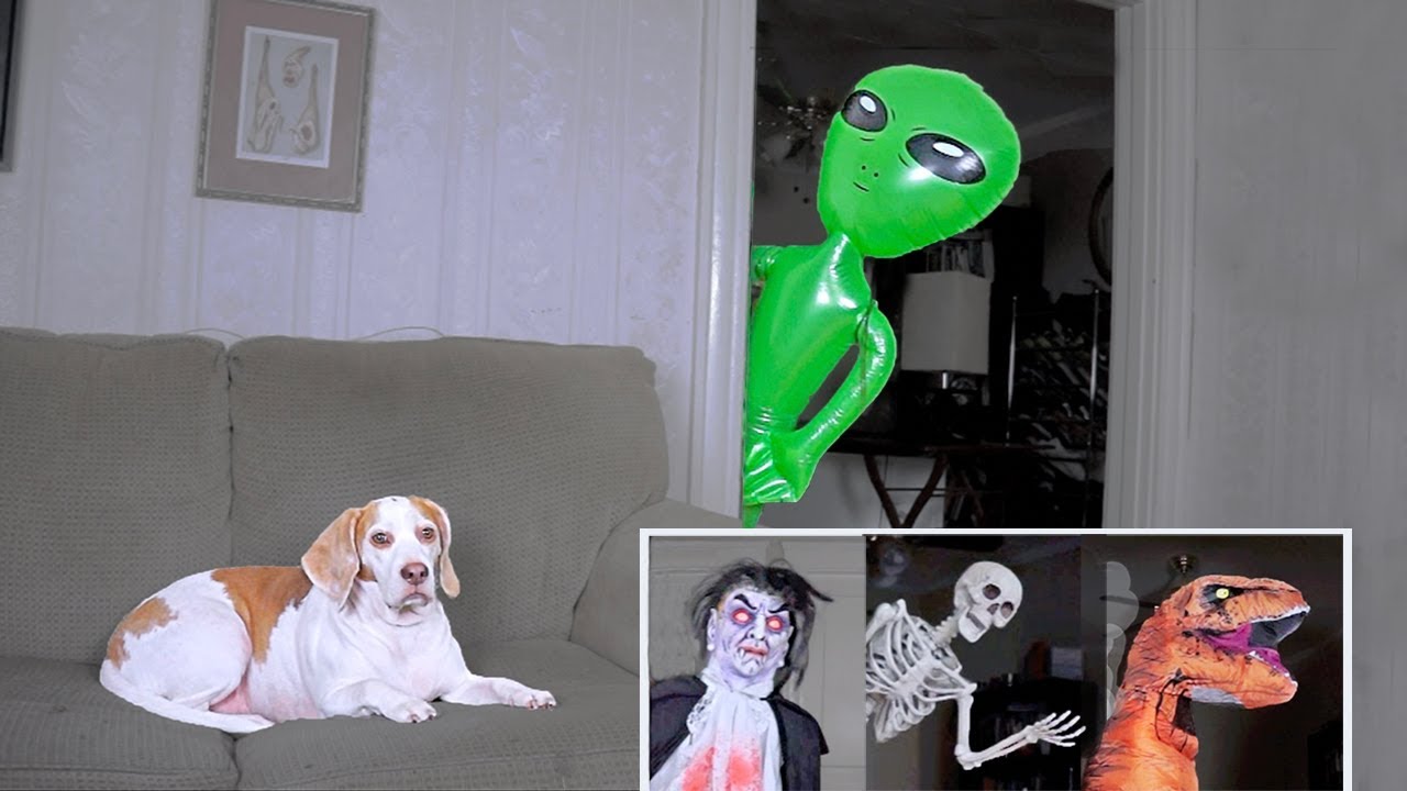 Funny Dog Gets Pranked Compilation: Hilarious Moments with Maymo