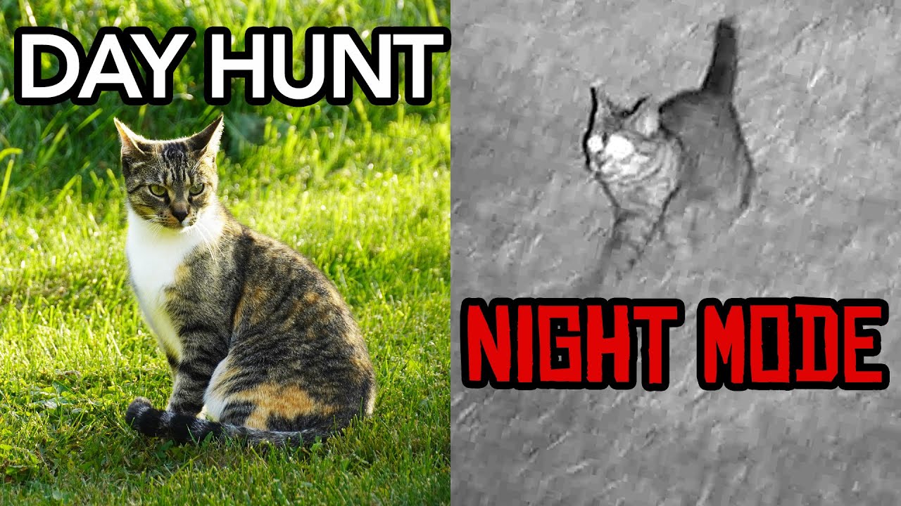 A day in the life of adventurous barn cats