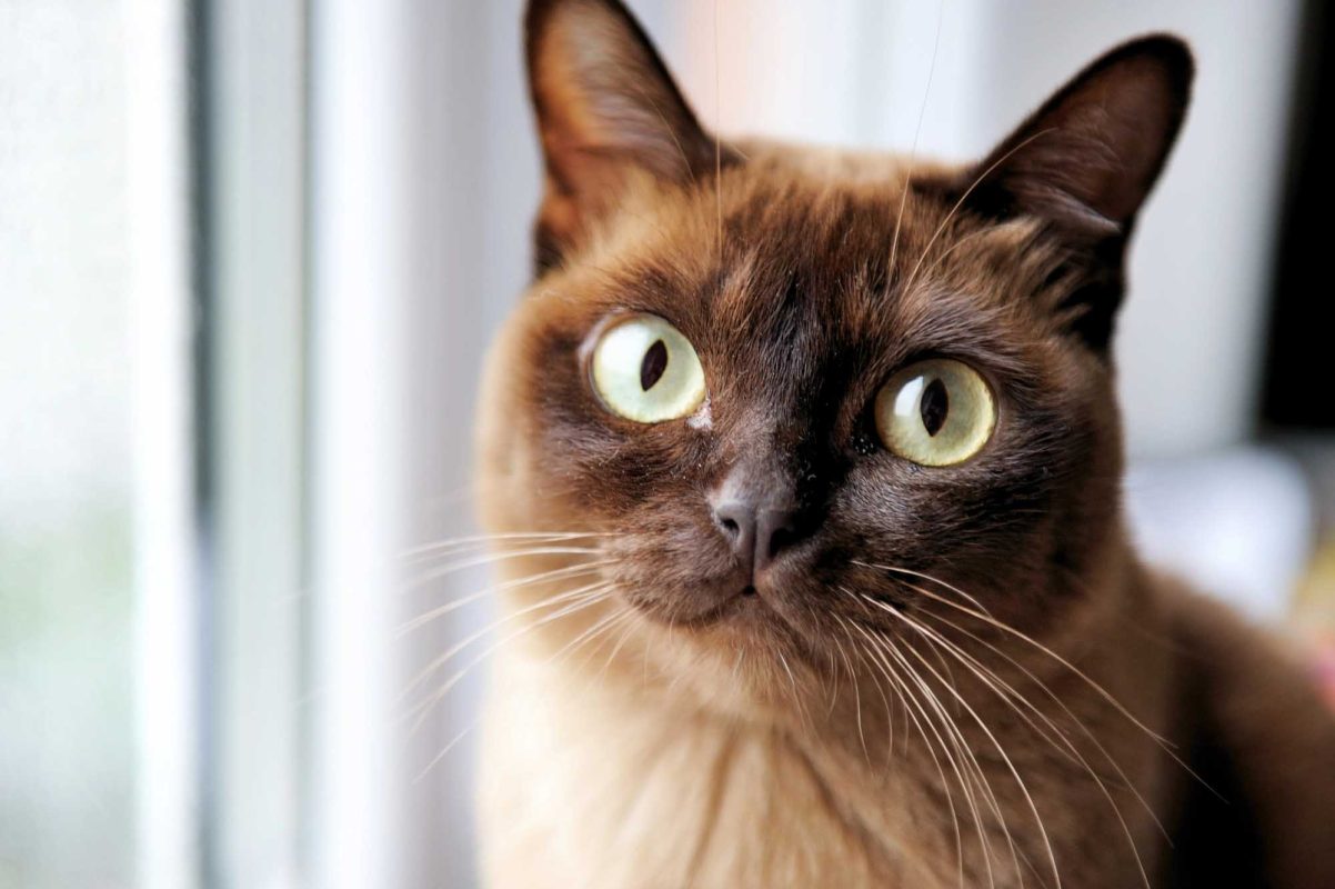 Top Cat Breeds That Thrive Indoors