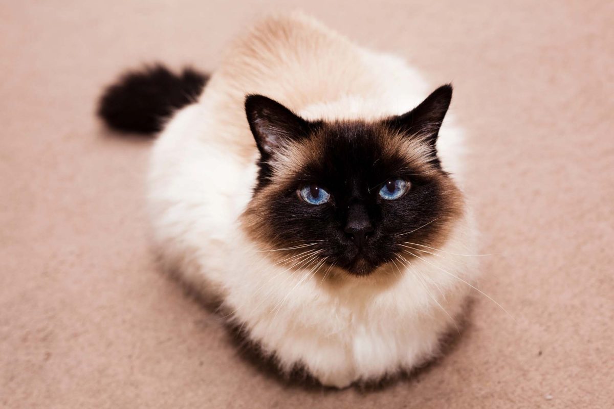 10 Signs Your Cat Needs More Love