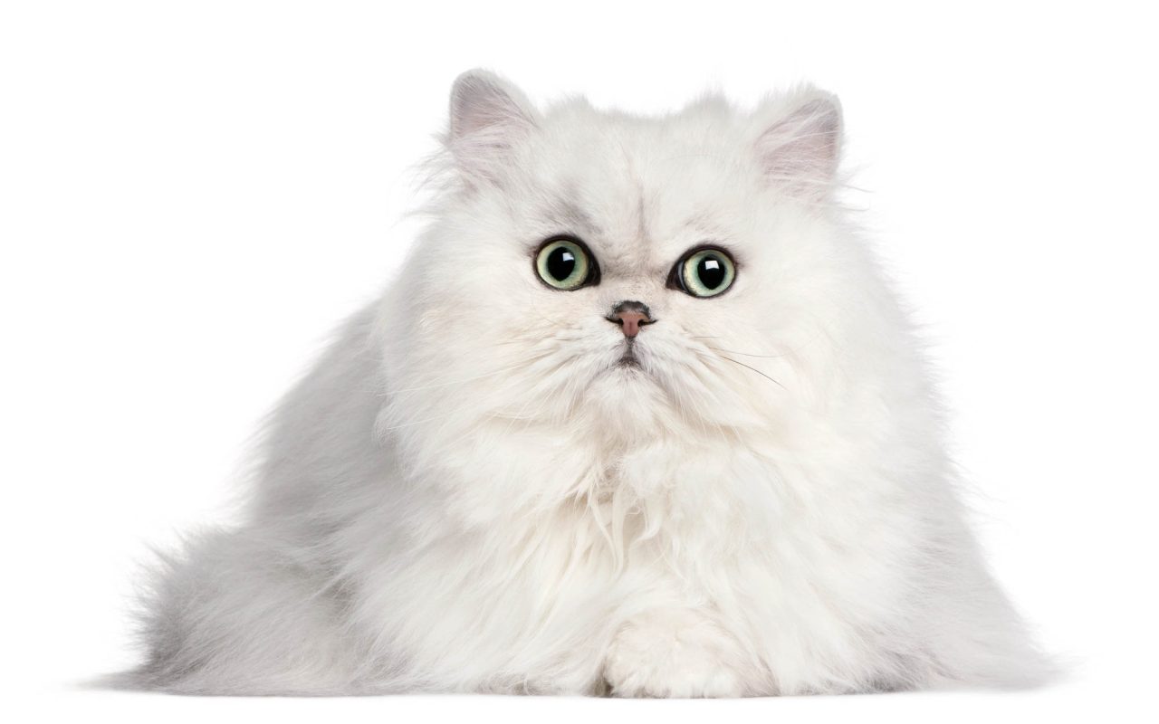Flat-Faced Cat Breeds with Big Personality