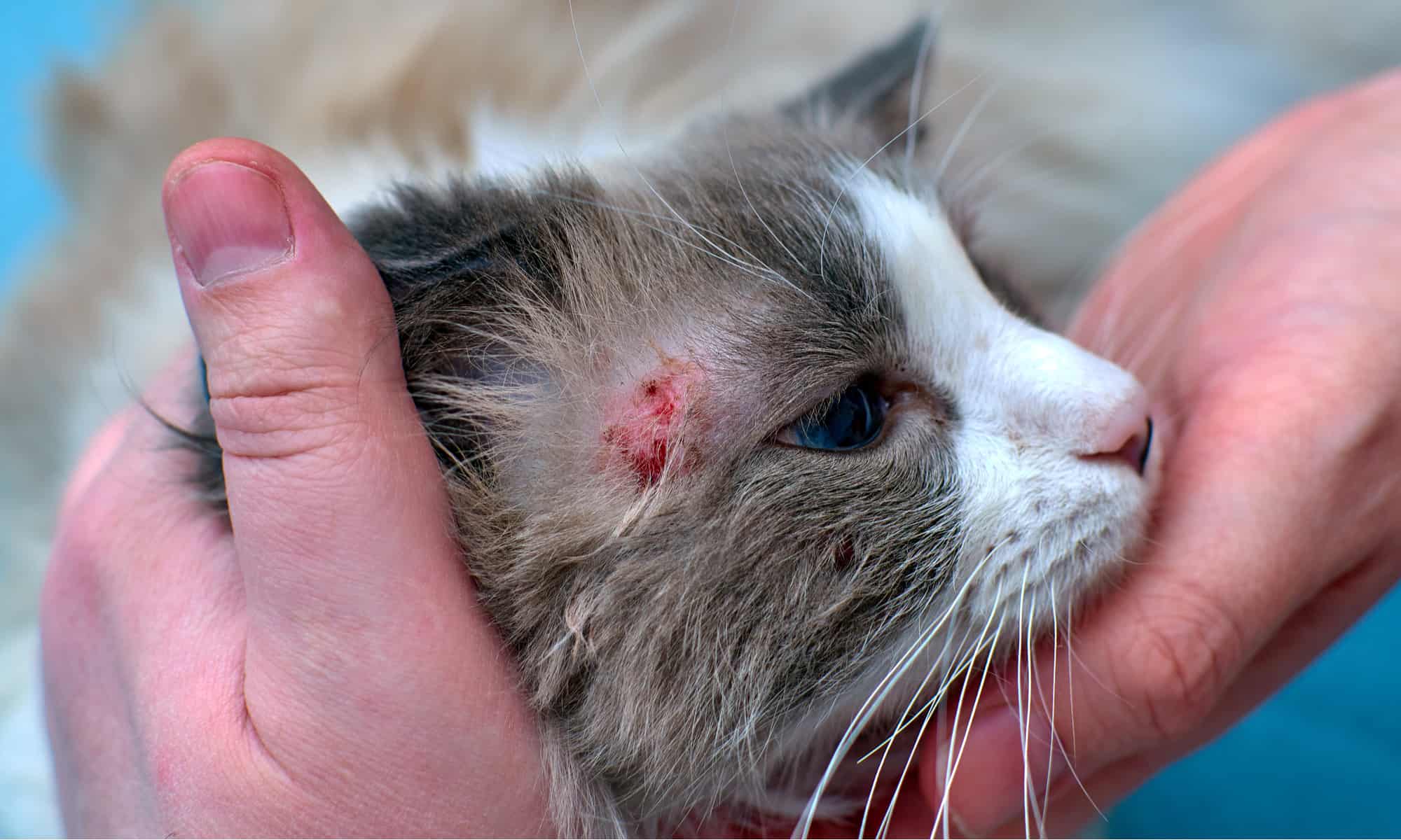 Ringworm in Cats: How to Spot, Treat, and Prevent