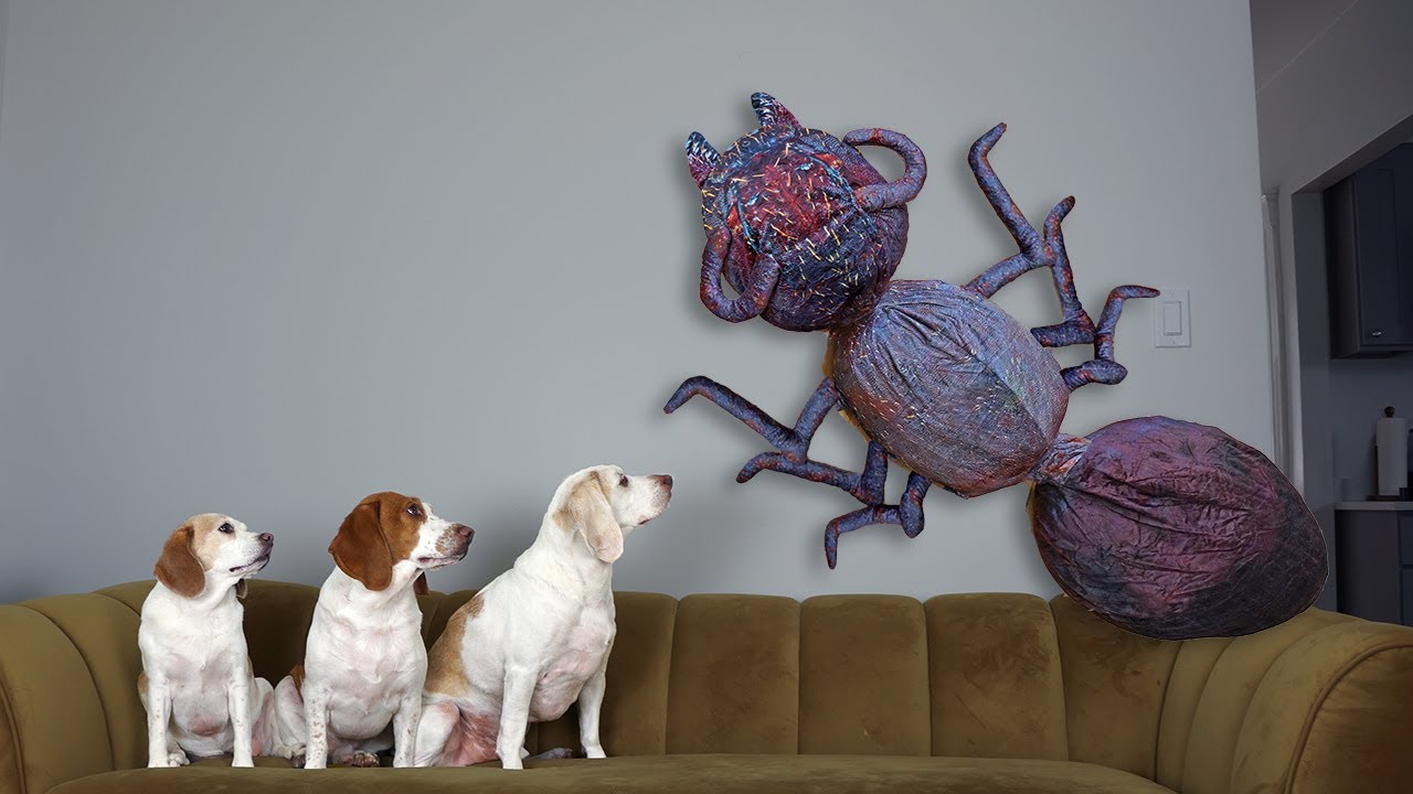 Dogs face giant ant invasion in epic backyard battle