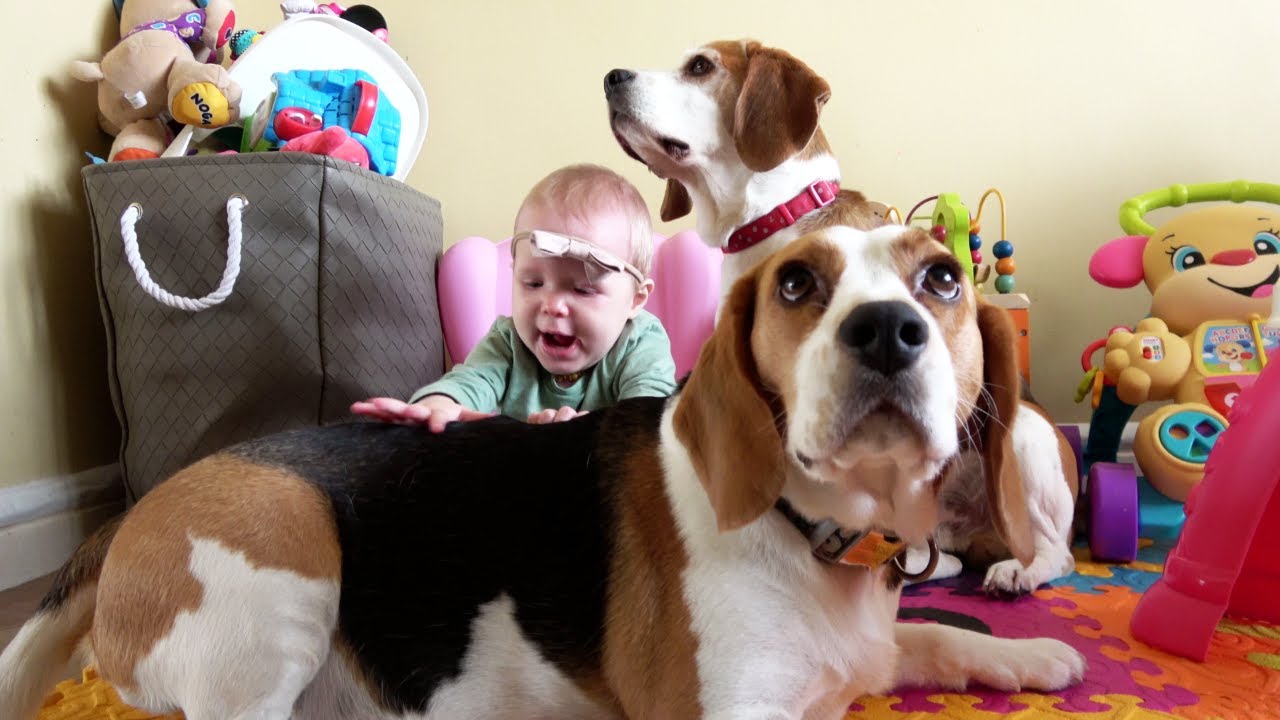 Teaching a toddler how to love and pet dogs