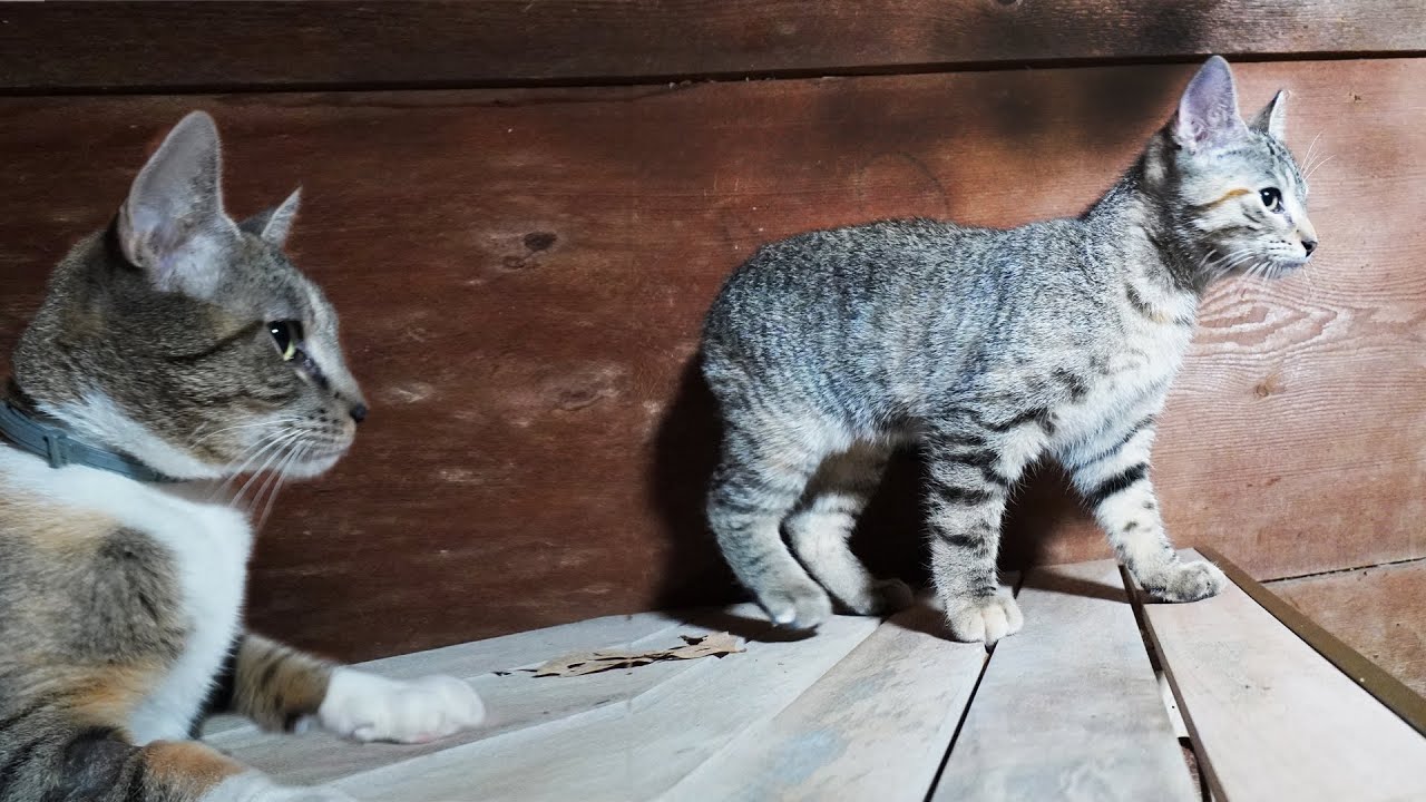 Why You Don’t See the Barn Cats Anymore