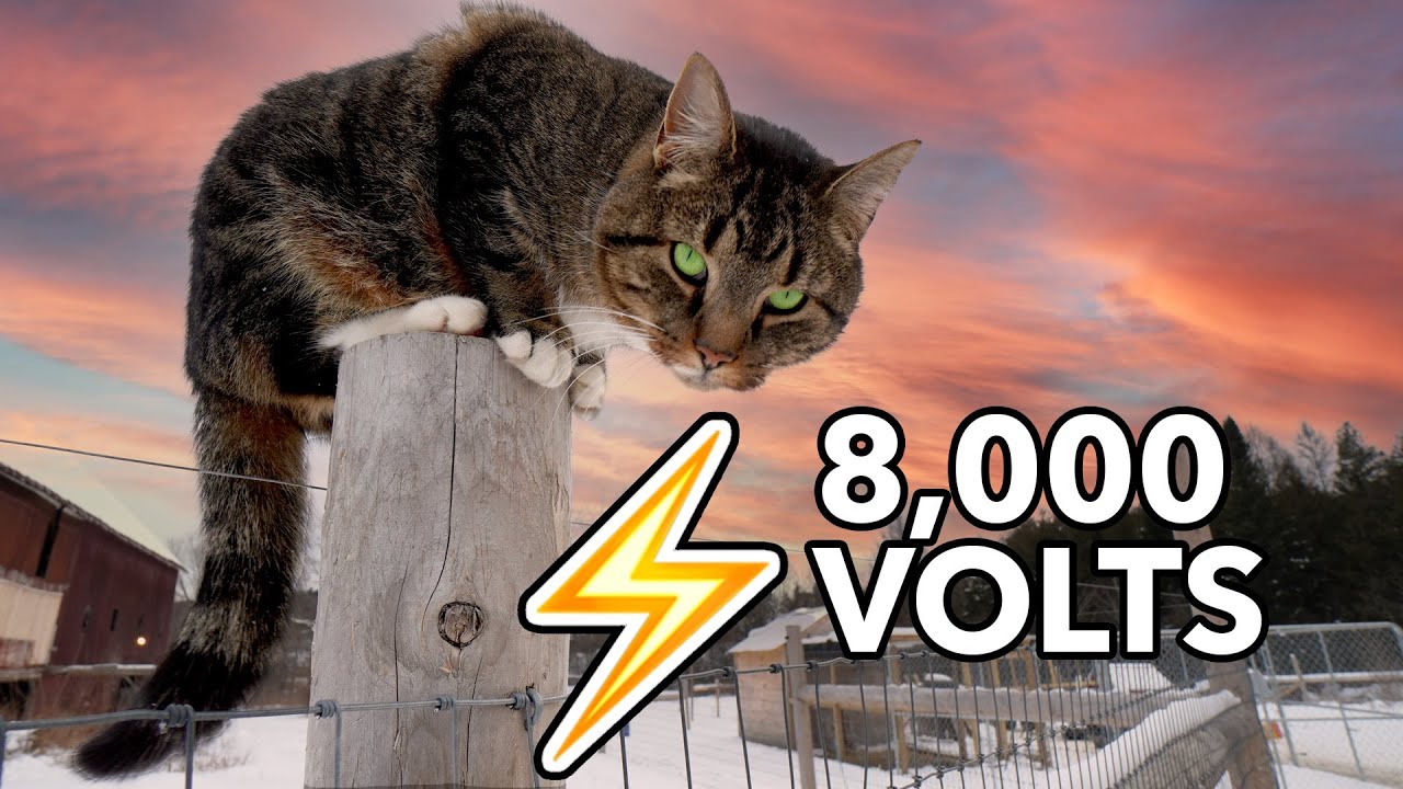 Why my barn cat avoids electric fence shocks