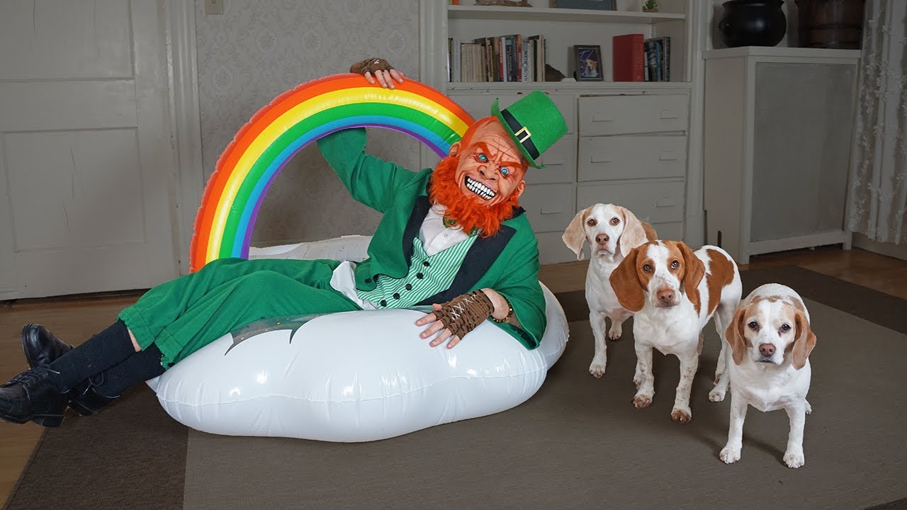 Dogs prank a leprechaun with funny surprises