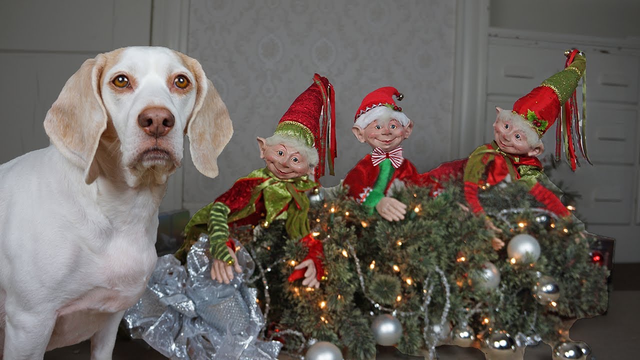 Dog Christmas ruined by mischievous elves at home