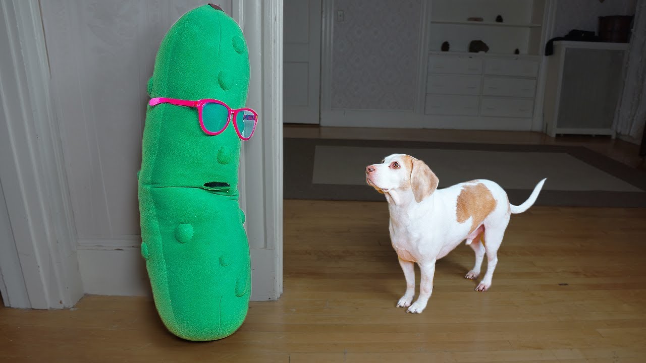 Dogs battle a giant pickle disguised as a prank