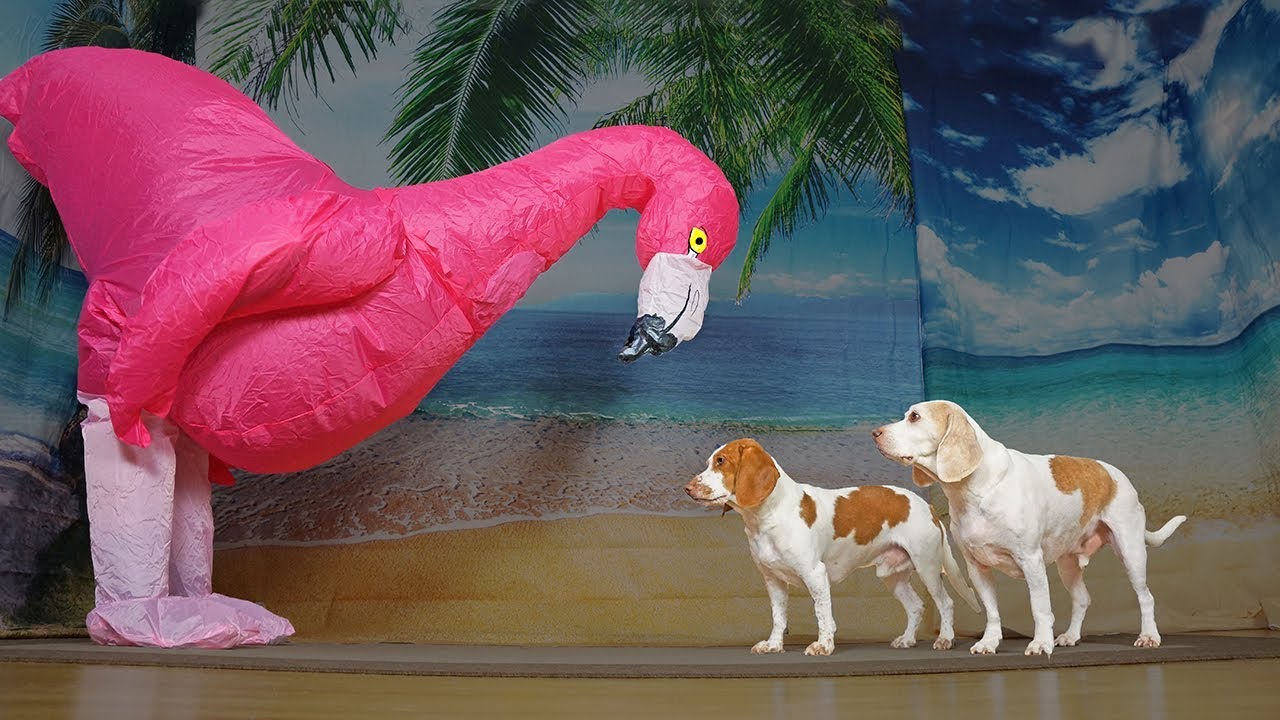 Dogs prank a giant flamingo in hilarious backyard fun