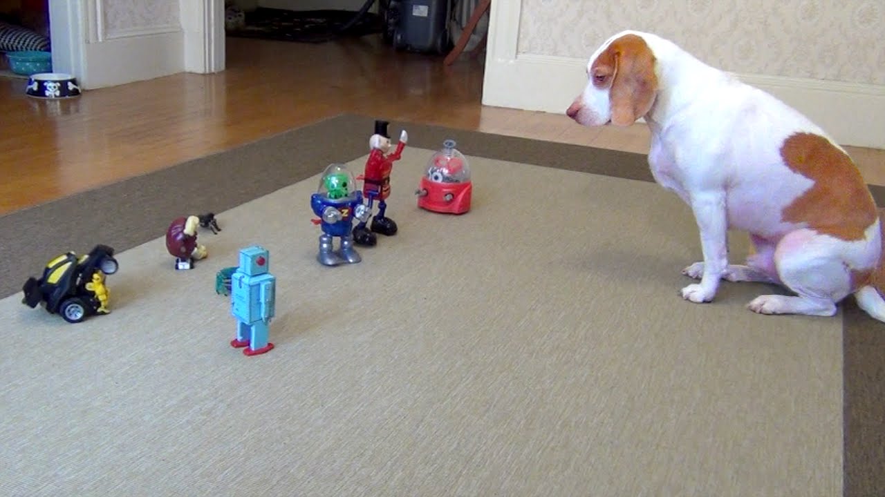 A dog confronts an entire army of robots