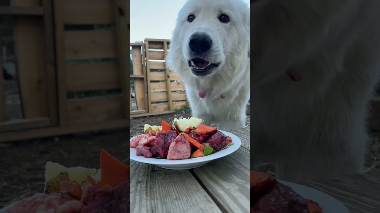 Farm-to-Table Dog Food