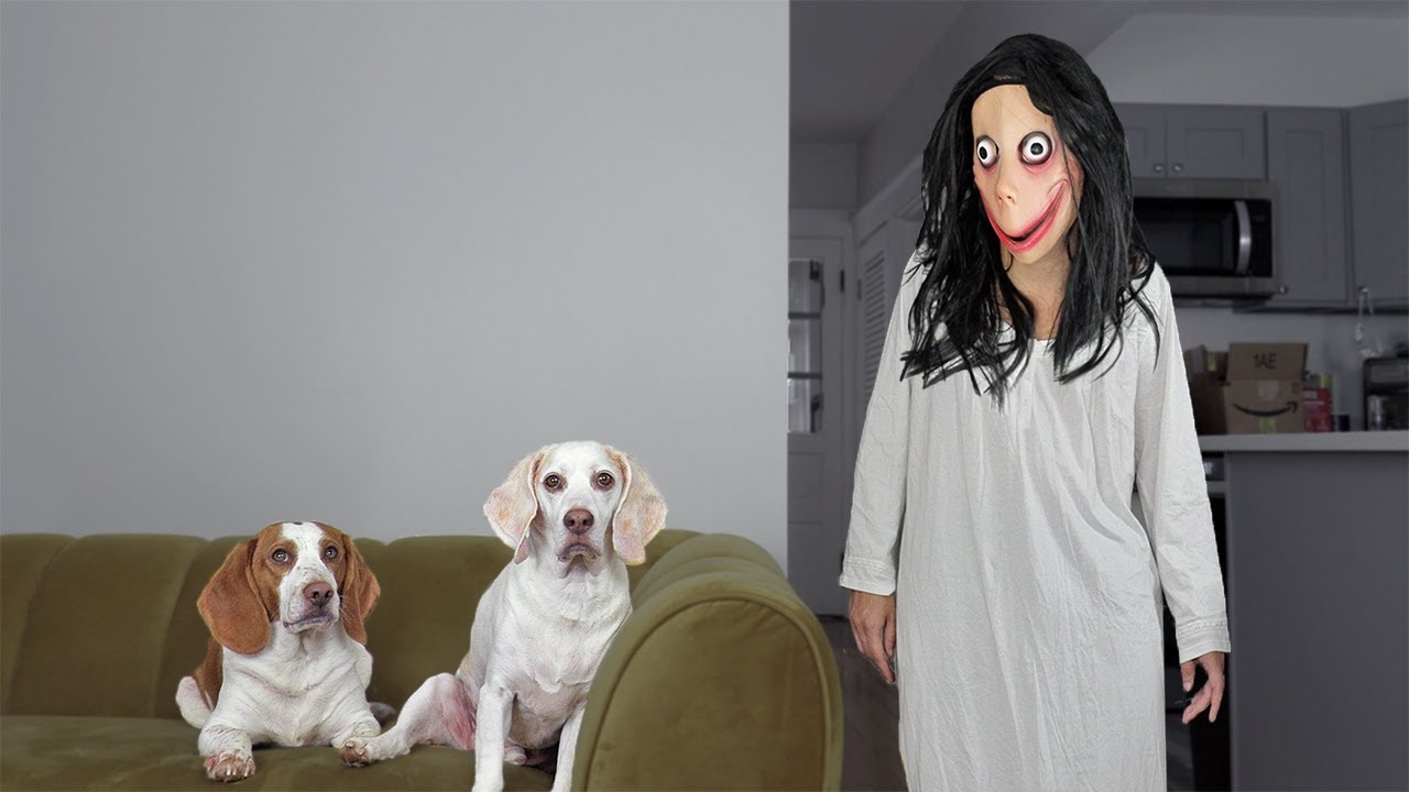Dogs pranked by creepy Momo in hilarious home stunt