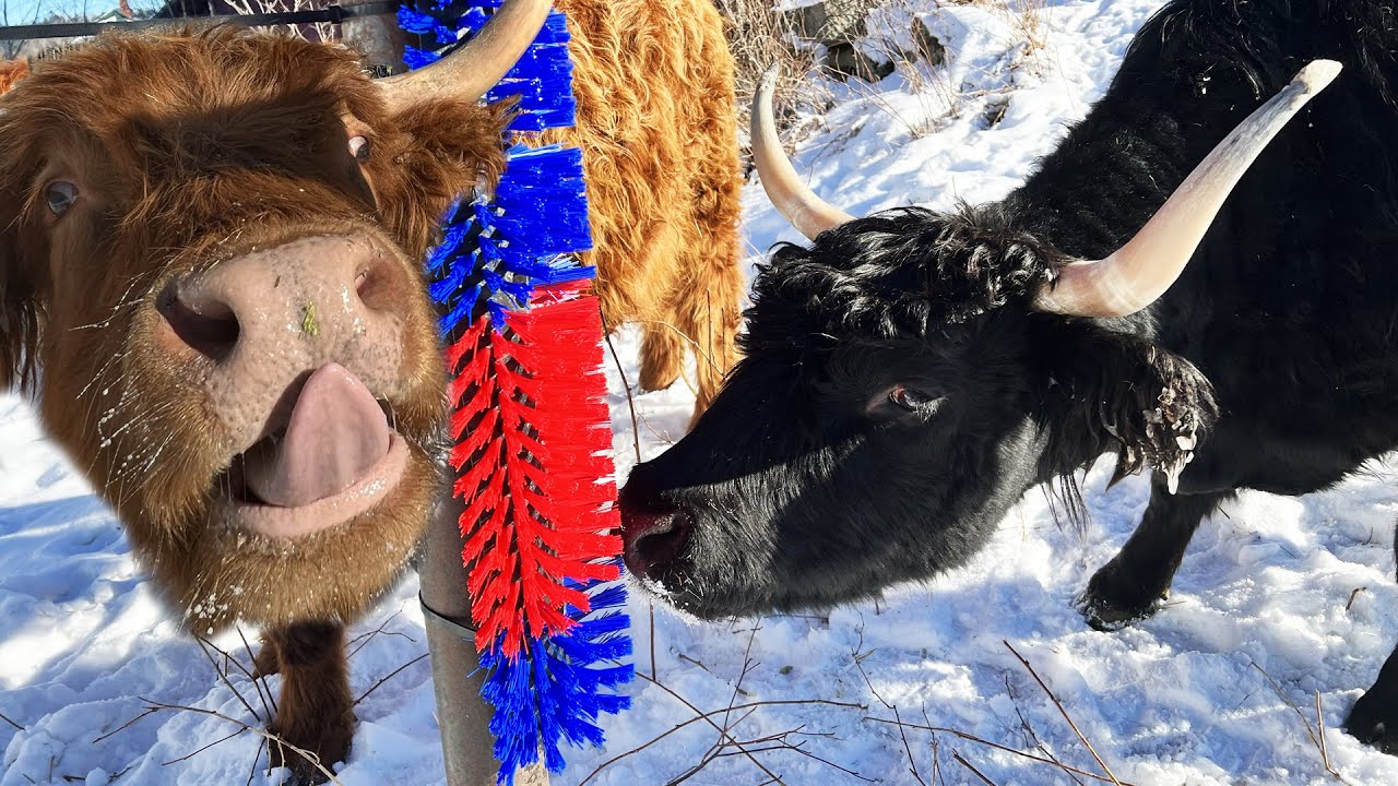 Giant hairbrush keeps shaggy cattle happy on Vermont farm
