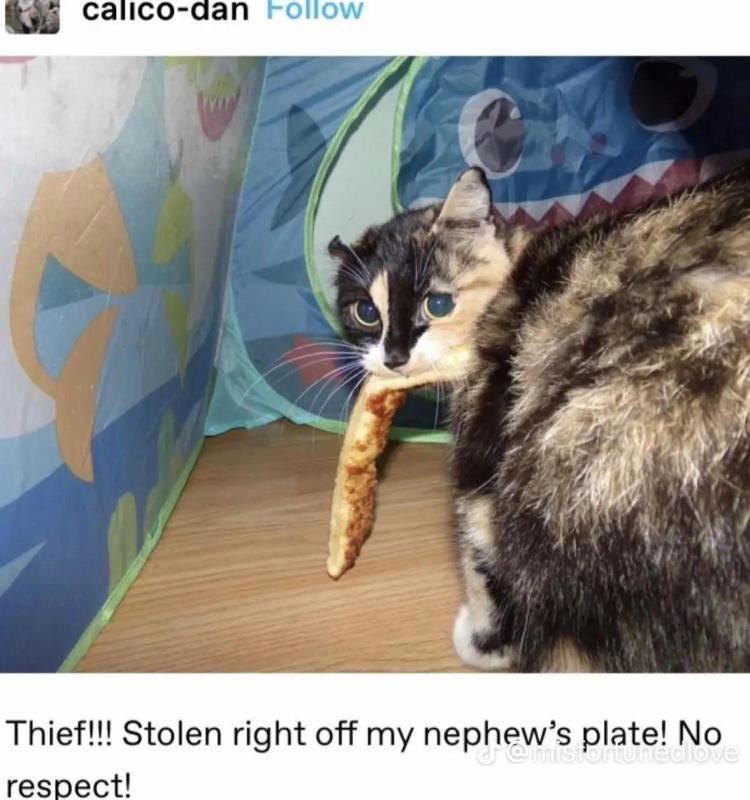 75 Cutest Cat Memes on the Internet