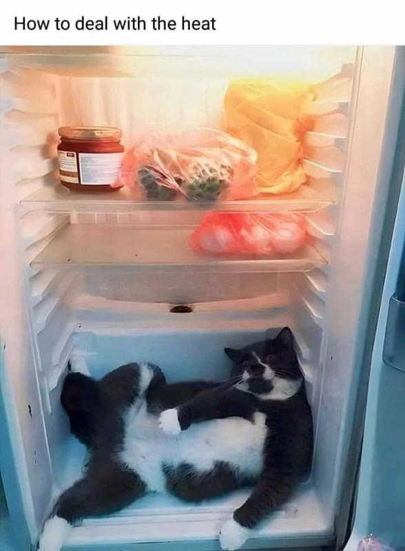 75 Cutest Cat Memes on the Internet