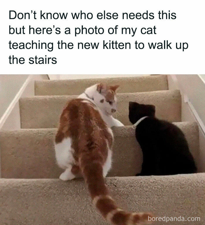 75 Cutest Cat Memes on the Internet