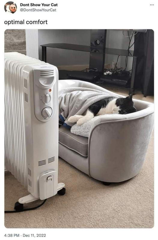 75 Cutest Cat Memes on the Internet