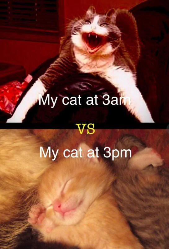 75 Cutest Cat Memes on the Internet