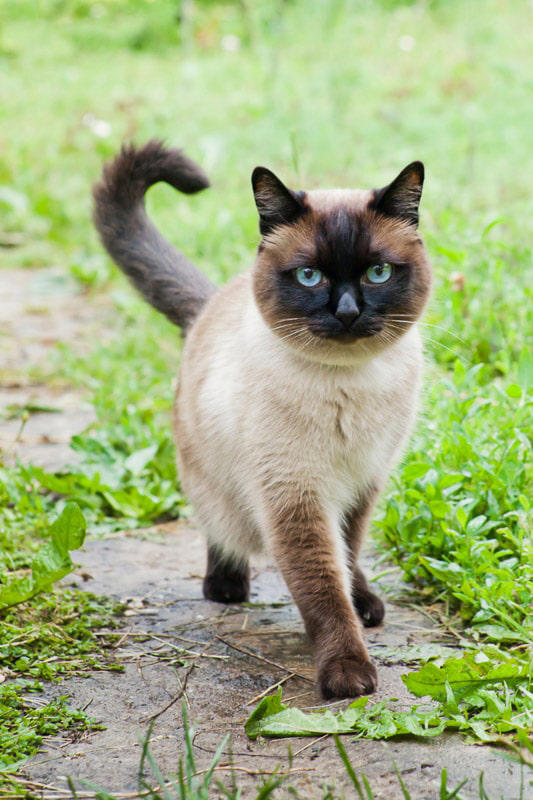 Your cat’s tail isn’t decorative — here’s what it’s really for