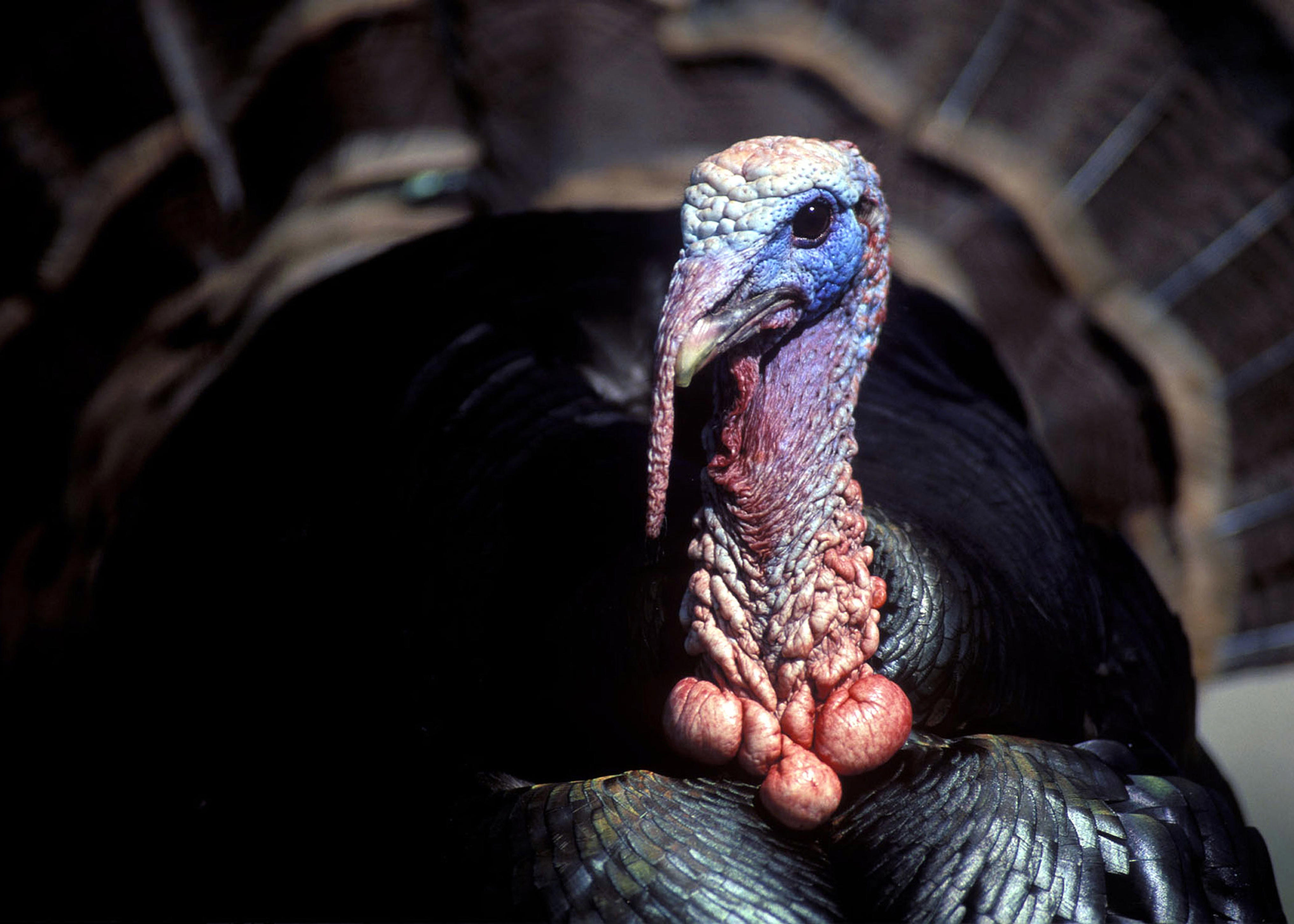 Mississippi turkey season 2025: Here's what hunters should expect this year