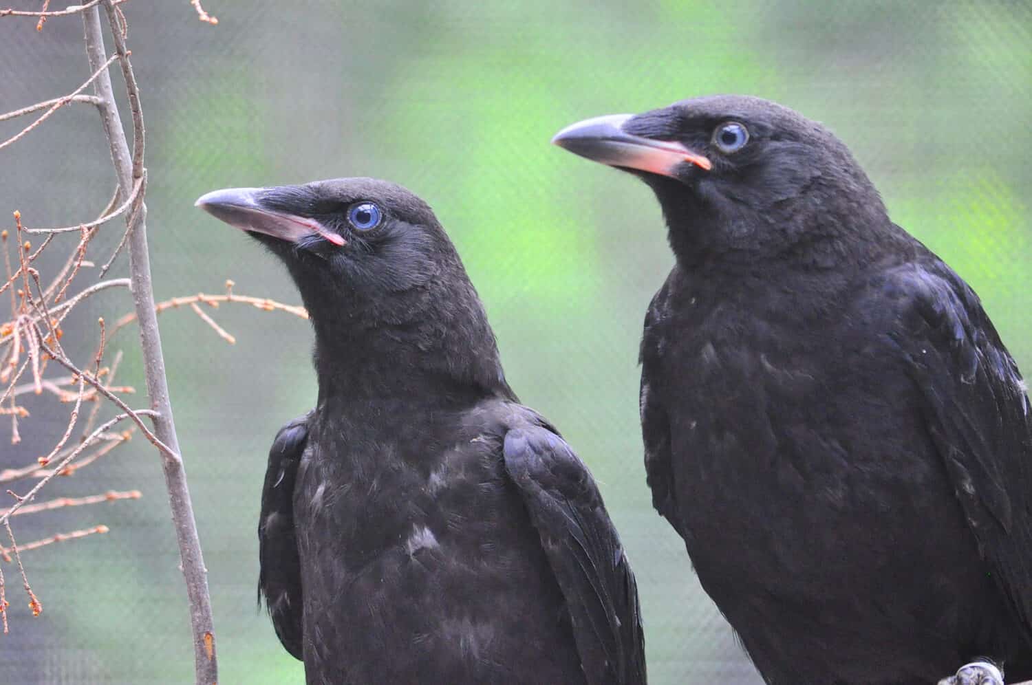 10 of the Most Intelligent Animals on the Planet