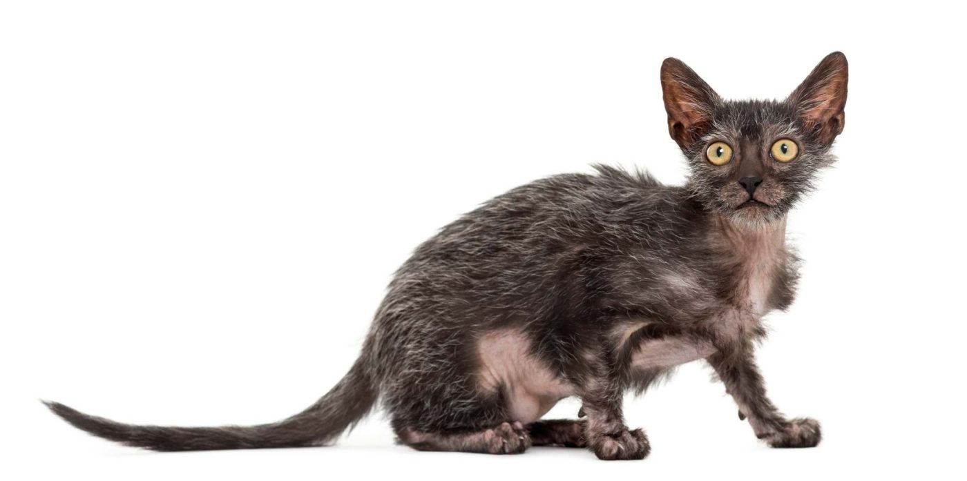 15 Most Dangerous Cat Breeds That Might Surprise You