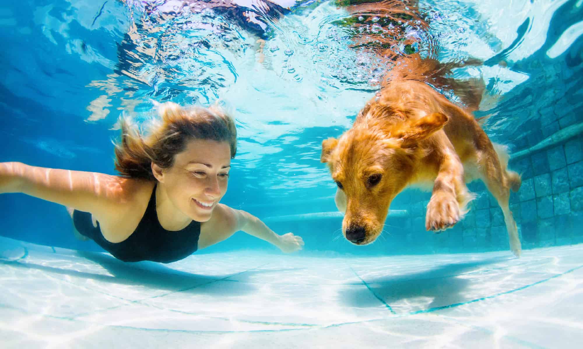 Natural Born Swimmers: Dog Breeds That Love the Water