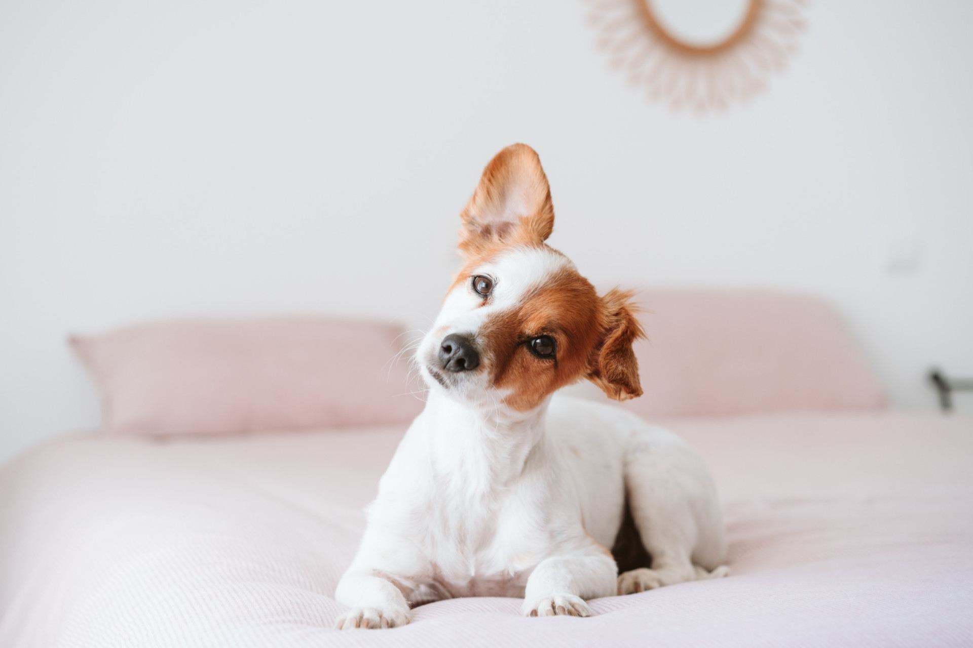 Fascinerende hundefakta: Du vil ændre syn på din hund