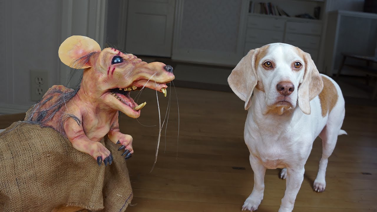 "Dogs vs Mutant Mouse: Maymo, Potpie & Penny‚ Funny Battle"