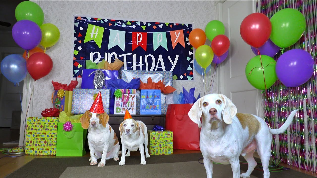 Dogs throw huge birthday party for playful dog