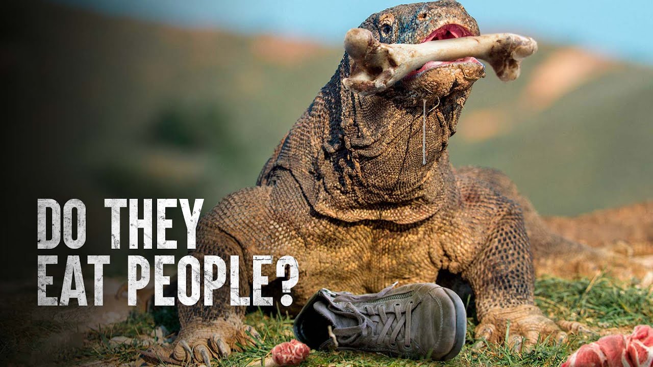 My experience surviving a Komodo dragon attack