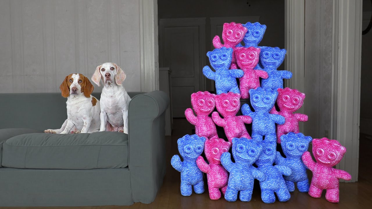 Dogs face giant Sour Patch Kids army and investigate candy corps
