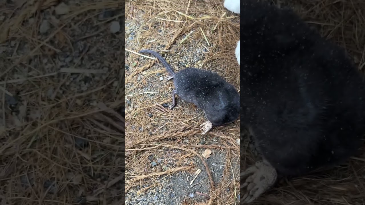 A Giant Mole from Molly Murder Mittens