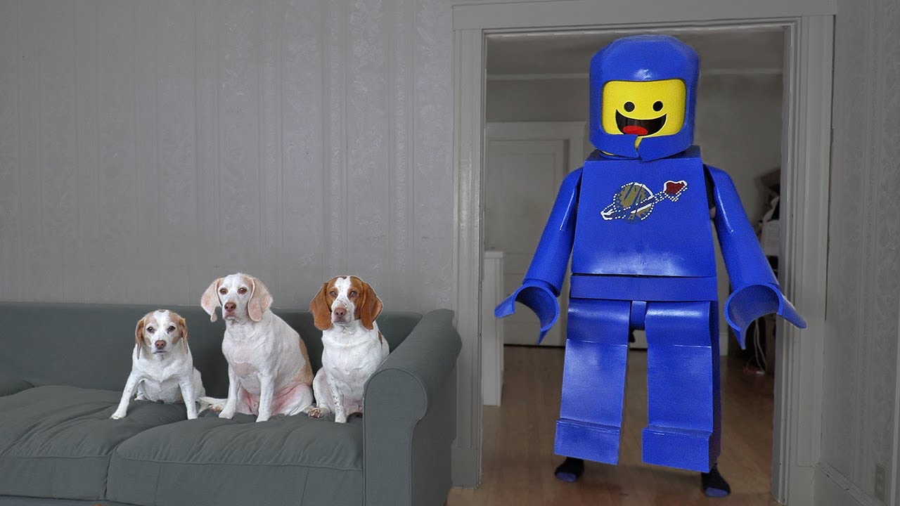 Dogs react to giant Lego toy in epic prank battle