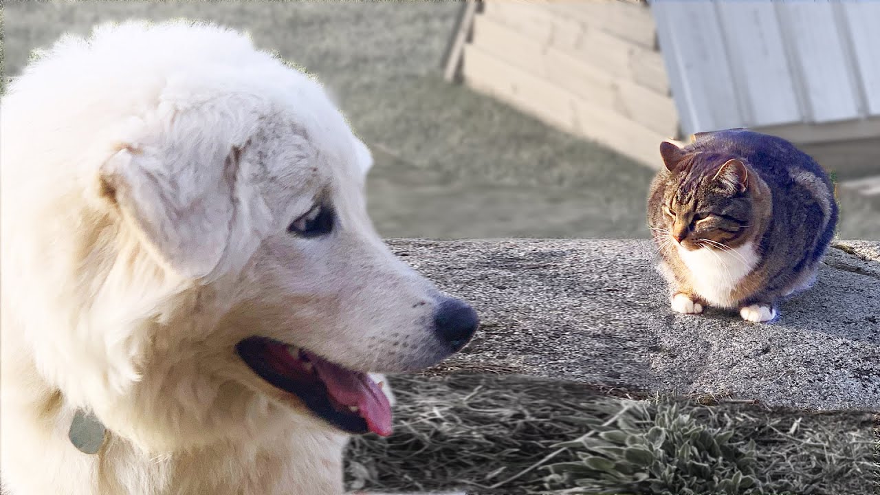 My old barn cat dislikes my protective guard dog