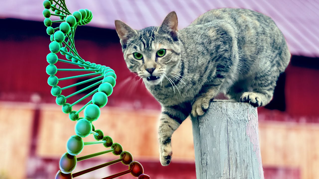 DNA Testing My Barn Cats Revealed Weird Breeds